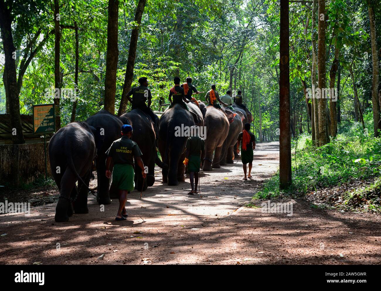 The Elephant Rehabilitation Centre is a care and cure home for ...