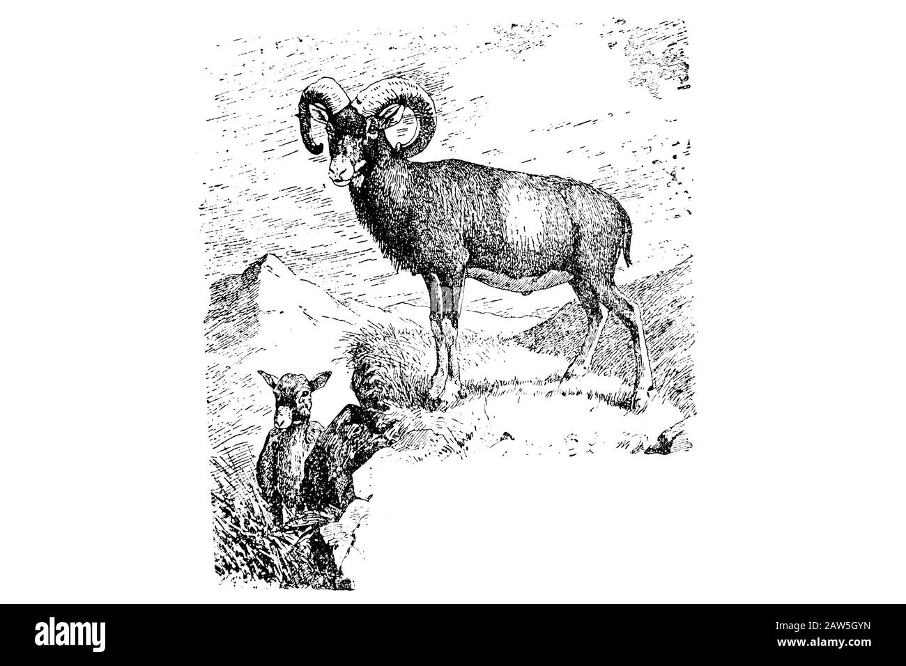 Vintage picture of mouflon hi-res stock photography and images - Alamy