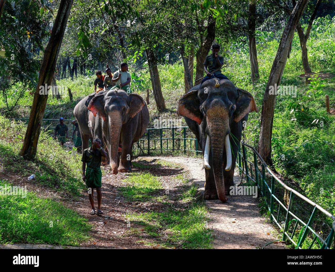 The Elephant Rehabilitation Centre is a care and cure home for ...