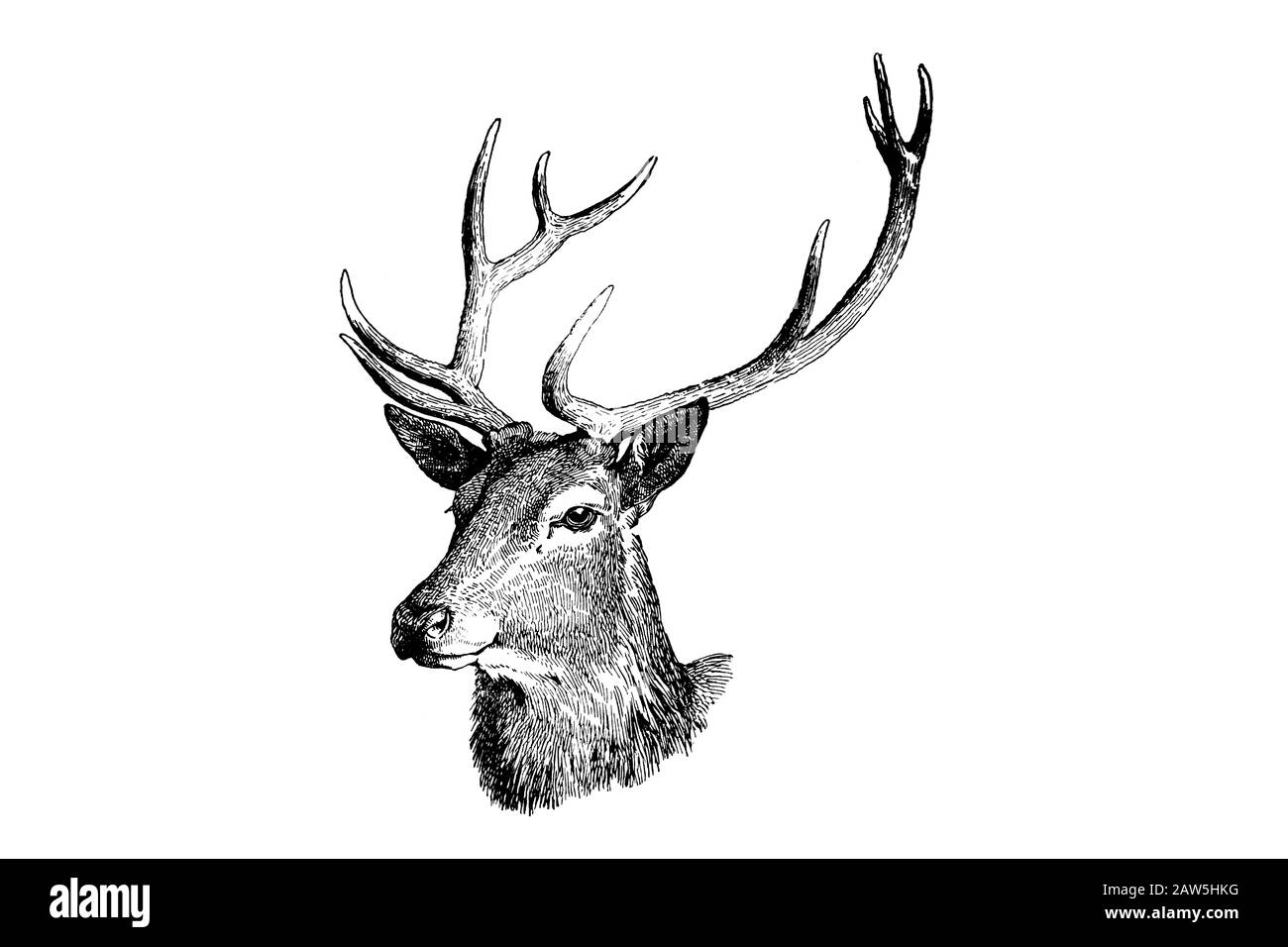 Deer - Vintage Engraved Illustration 1889 Stock Photo - Alamy