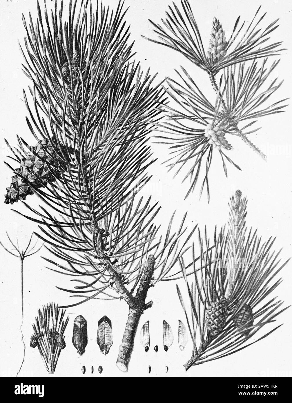 Forest pine trees pinus Black and White Stock Photos & Images - Alamy