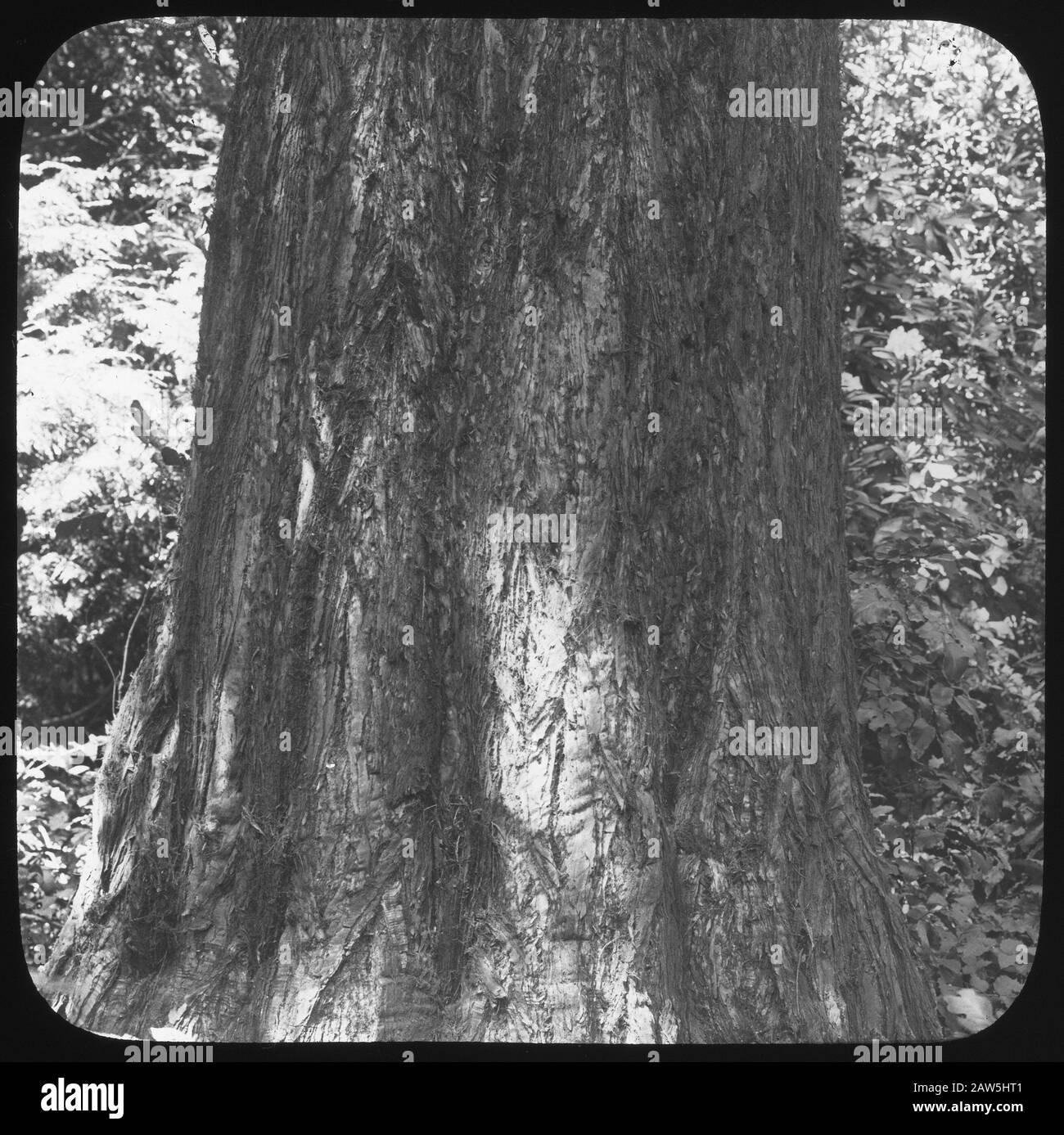 coniferous trees, forests, avenues, botanical, Sequoia gigantea Date ...