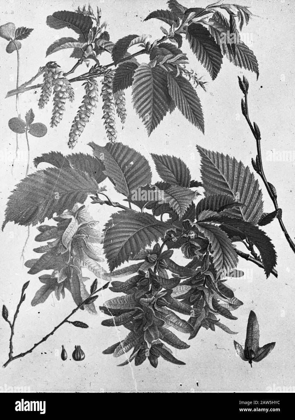 deciduous, trees, forests, avenues, botanical, carpinus betulus ...