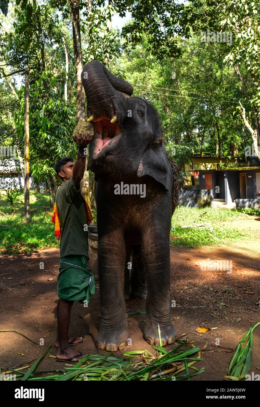 Kottoor elephant rehabilitation centre hi-res stock photography and ...