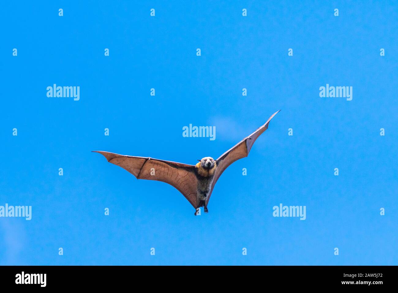 Tropical rodent hi-res stock photography and images - Alamy