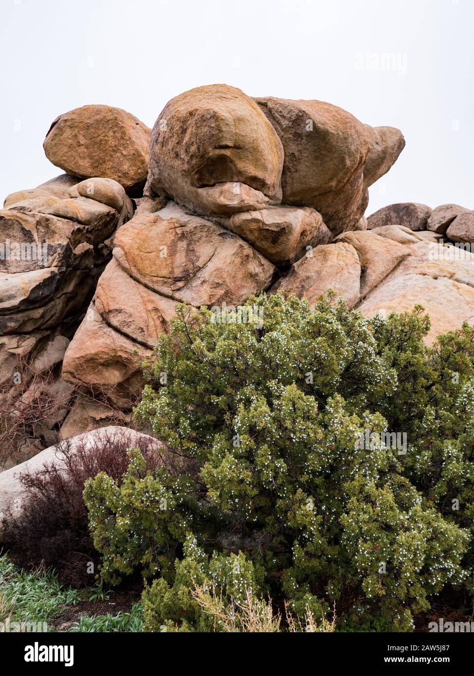 Shrubbery tree hi-res stock photography and images - Alamy