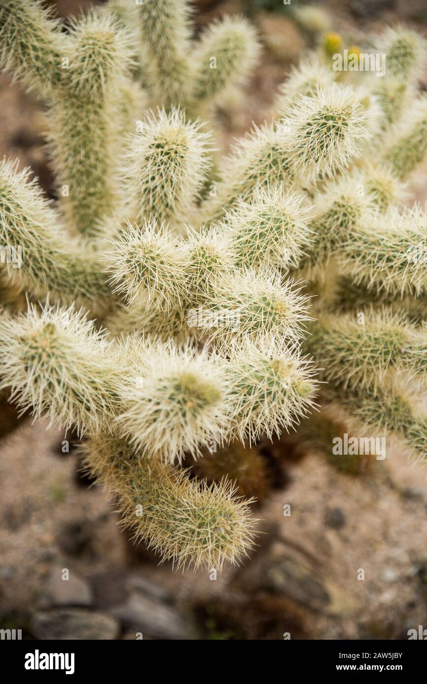 Desert spines hi-res stock photography and images - Alamy