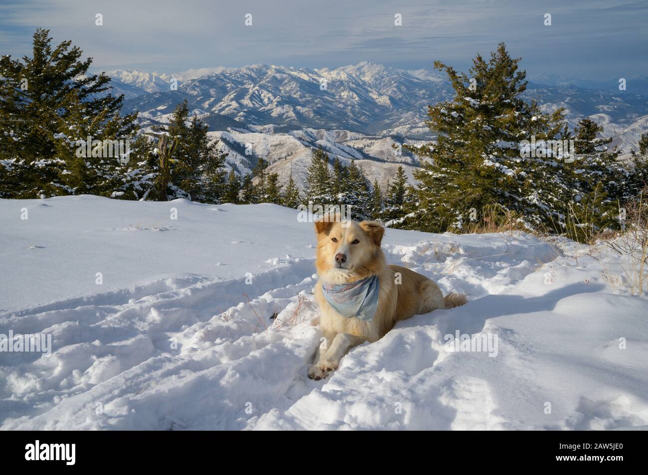 Cute Dog Laying Down In The Snow On A Mountain Top Stock Photo - Alamy