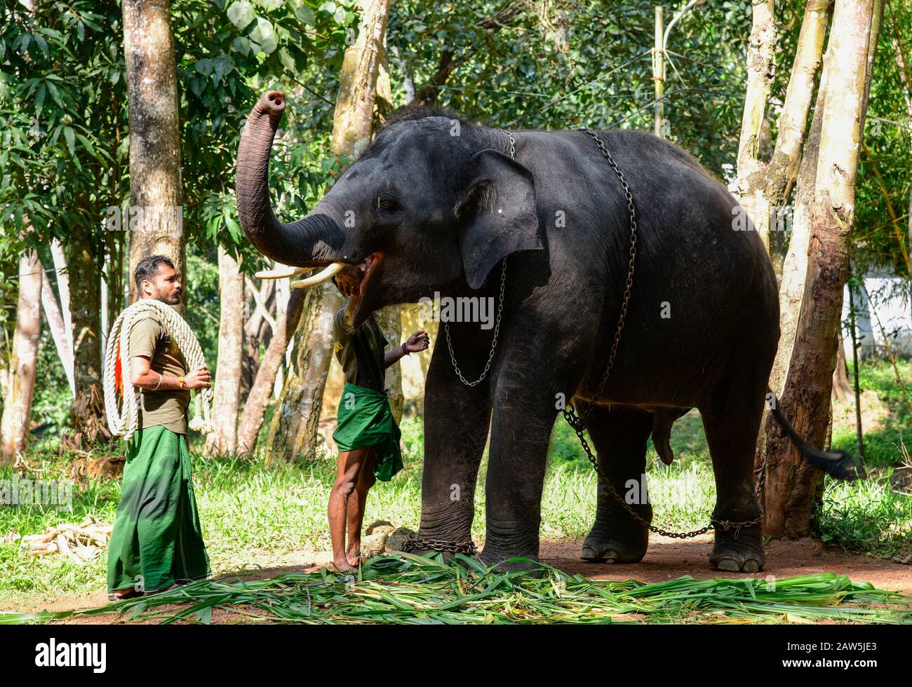 Kottoor elephant rehabilitation centre hi-res stock photography and ...