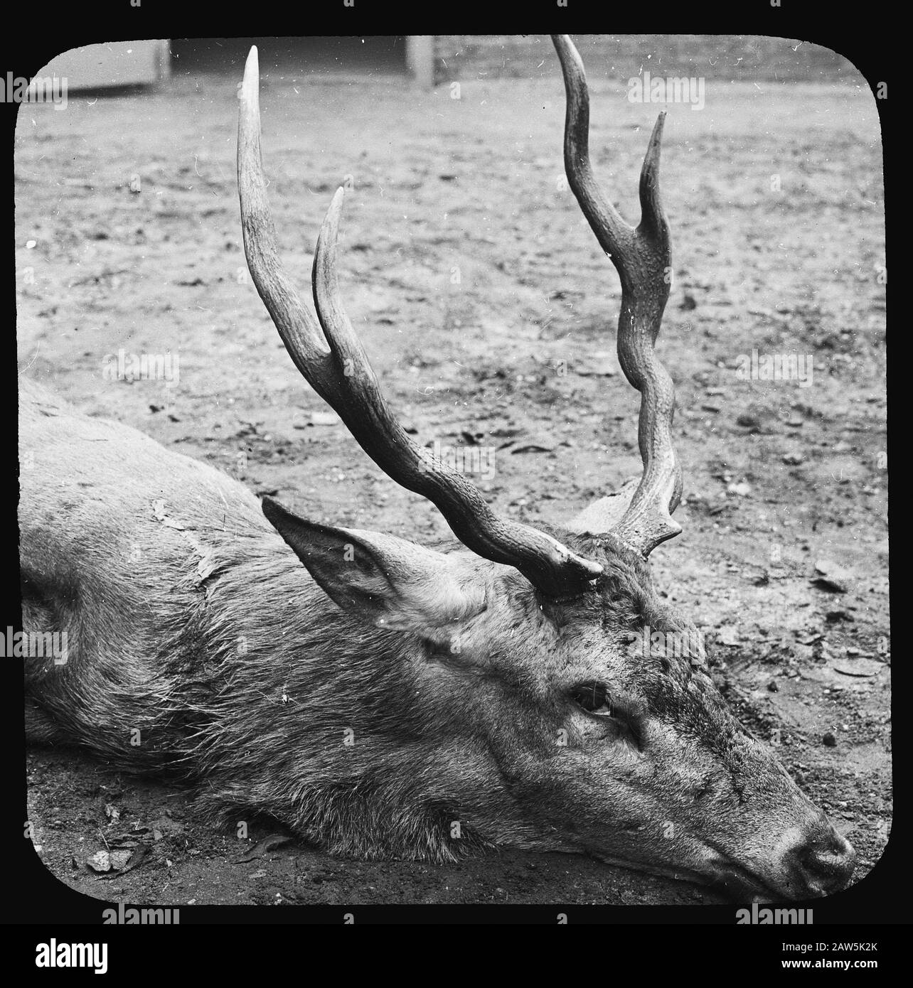 Lung worm hi-res stock photography and images - Alamy