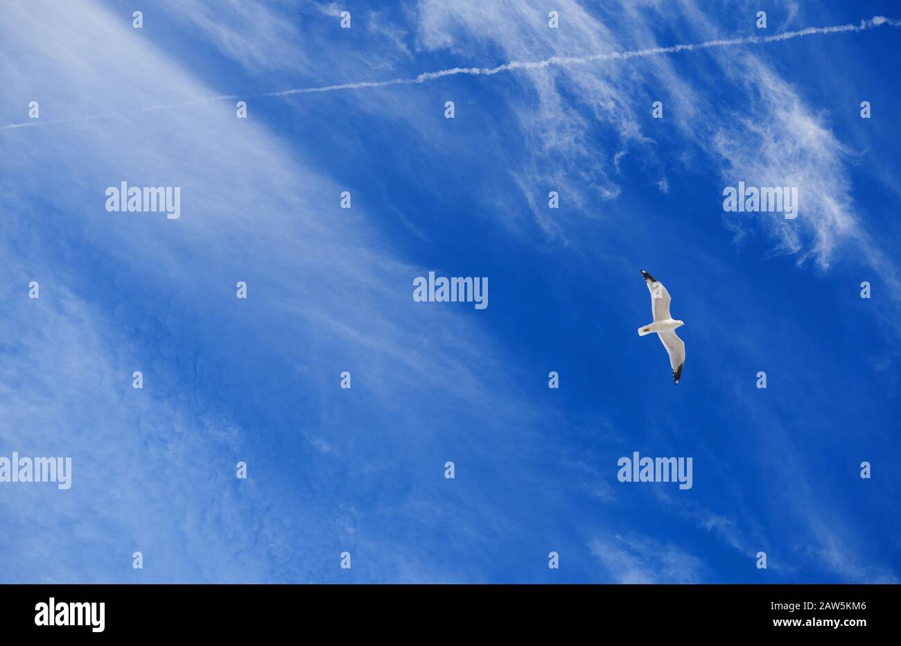 Airplane in sky animals below hi-res stock photography and images - Alamy