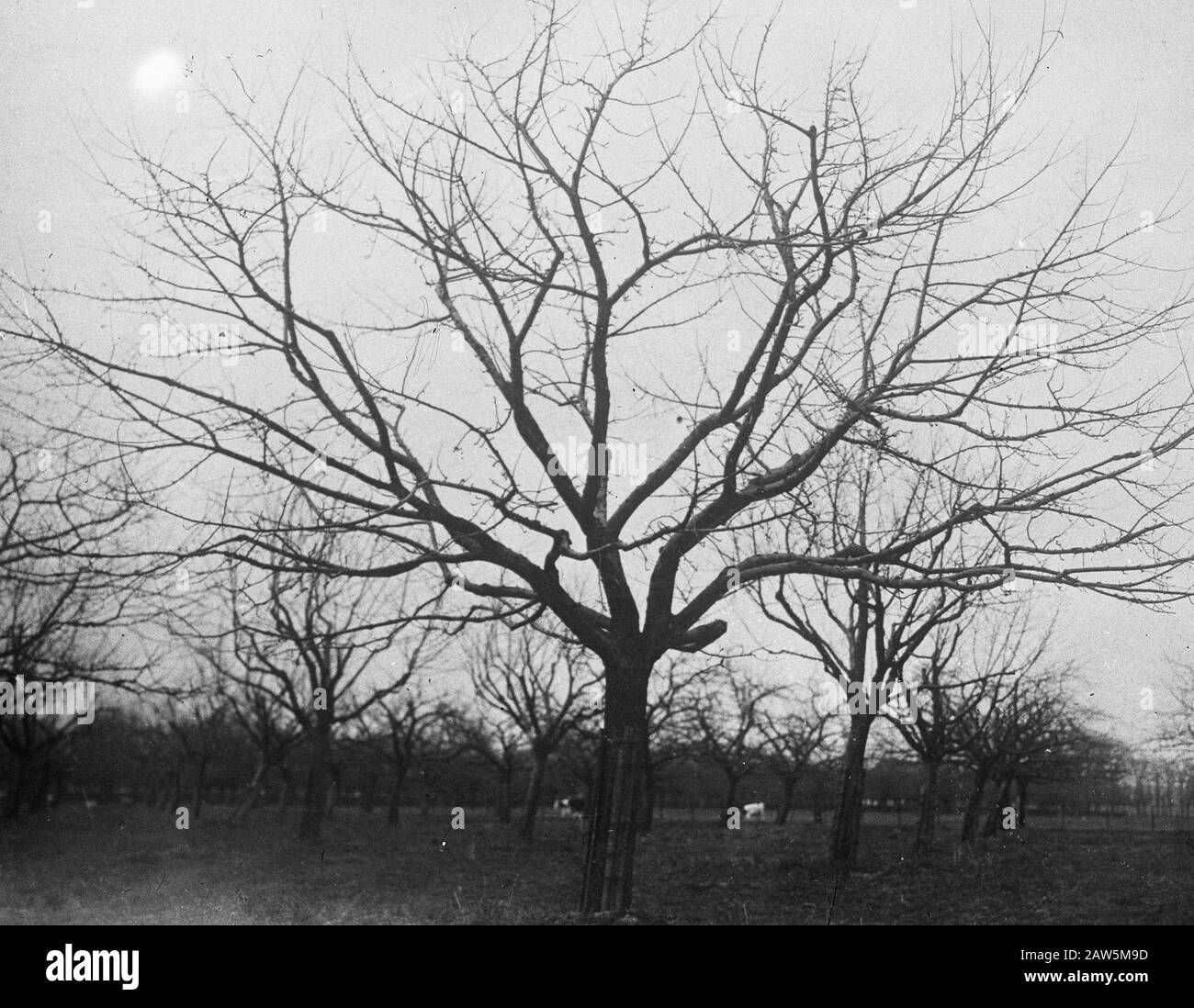 Standard orchard hi-res stock photography and images - Alamy