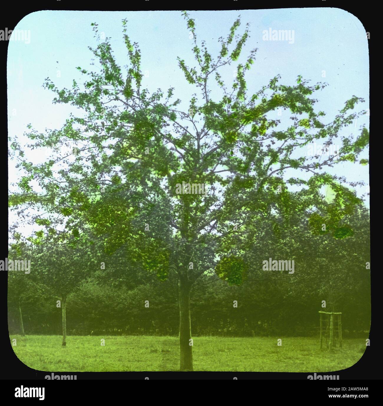 Standard tree hi-res stock photography and images - Alamy