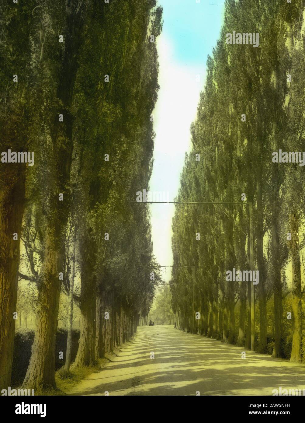 deciduous, trees, forests, avenues, botanical, Italian poplar Date ...