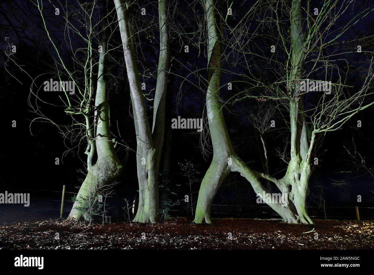 Nellie's Tree (also known as the Love Tree) near Aberford in West Yorks ...