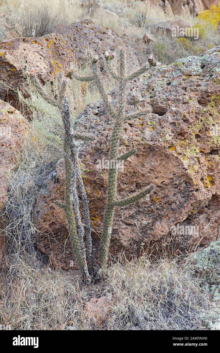 Large, spiny plant of the tree cholla (Cylindropuntia imbricata) cactus ...