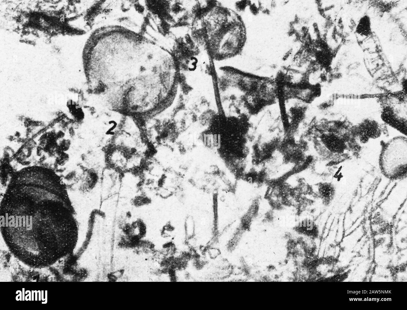 Plant cell structure micrograph hi-res stock photography and images - Alamy