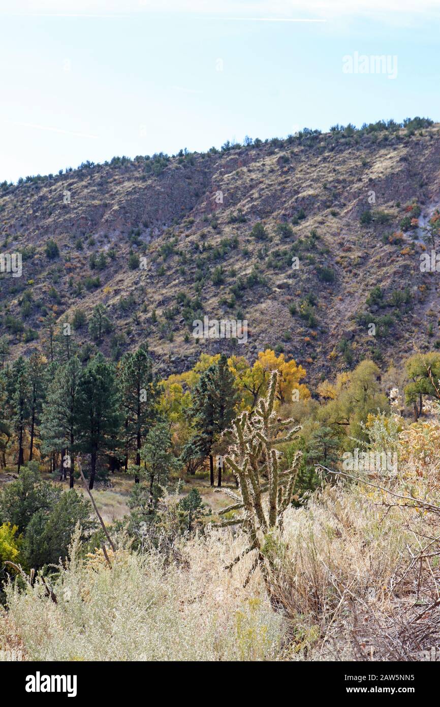 Spiny plant hi-res stock photography and images - Alamy