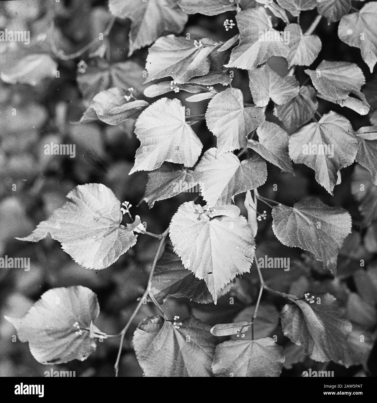 Lime tree identification Black and White Stock Photos & Images - Alamy