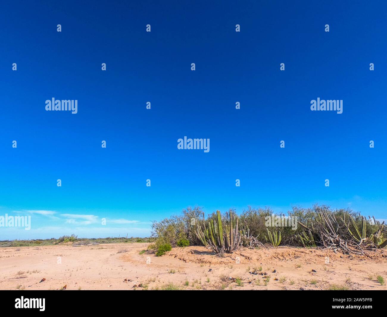 Sonoran desert landscape. landscape of thorny thicket and clear sky ...