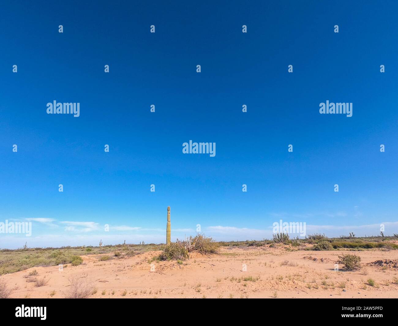 Sonoran desert landscape. landscape of thorny thicket and clear sky ...