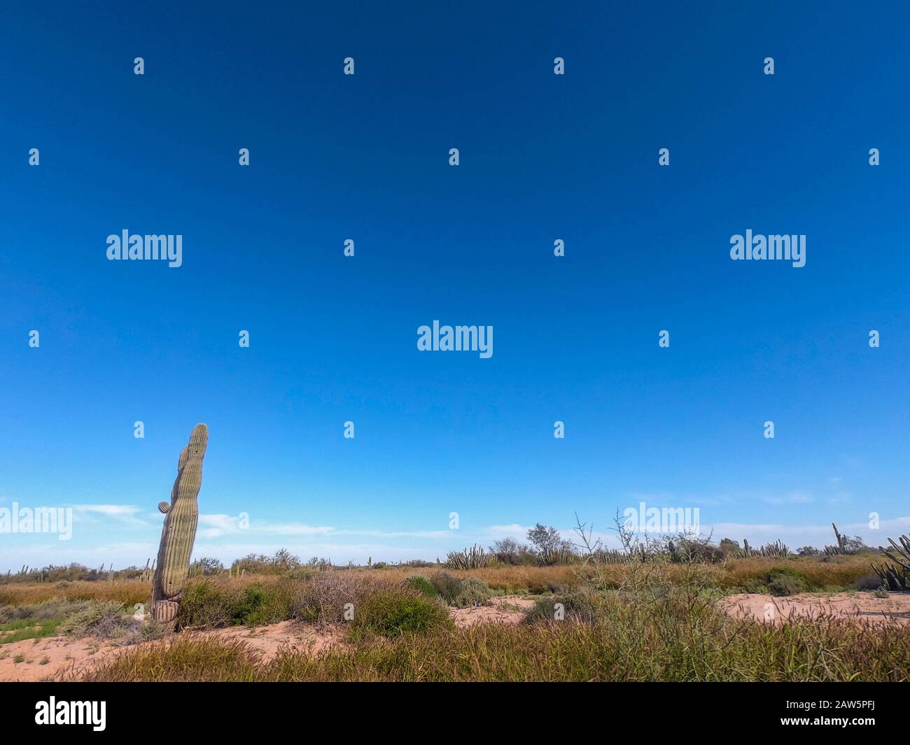 Sonoran desert landscape. landscape of thorny thicket and clear sky ...