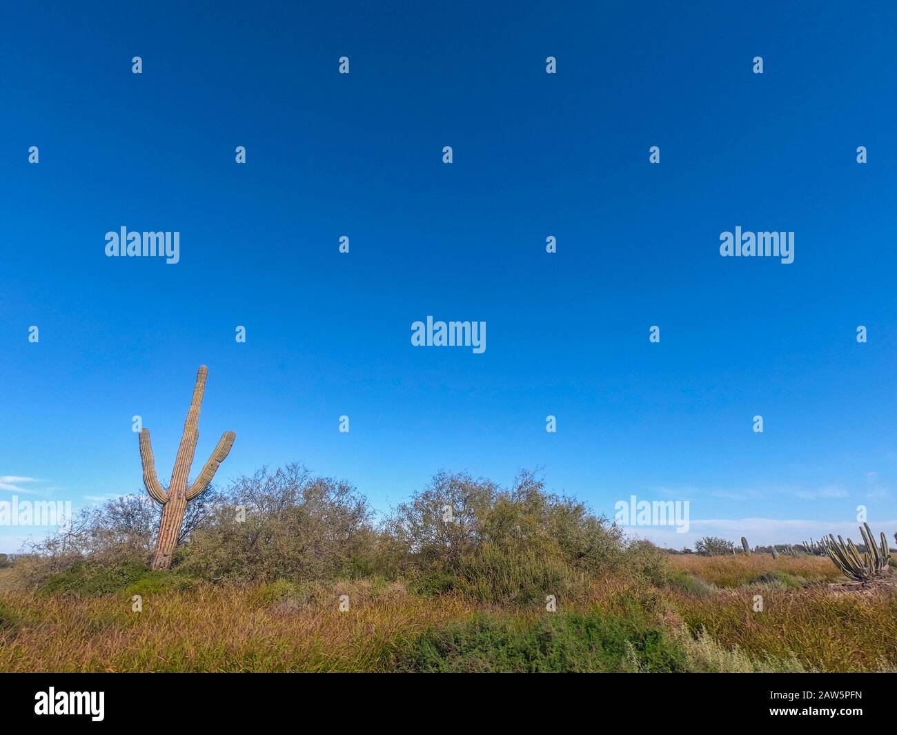 Sonoran desert landscape. landscape of thorny thicket and clear sky ...
