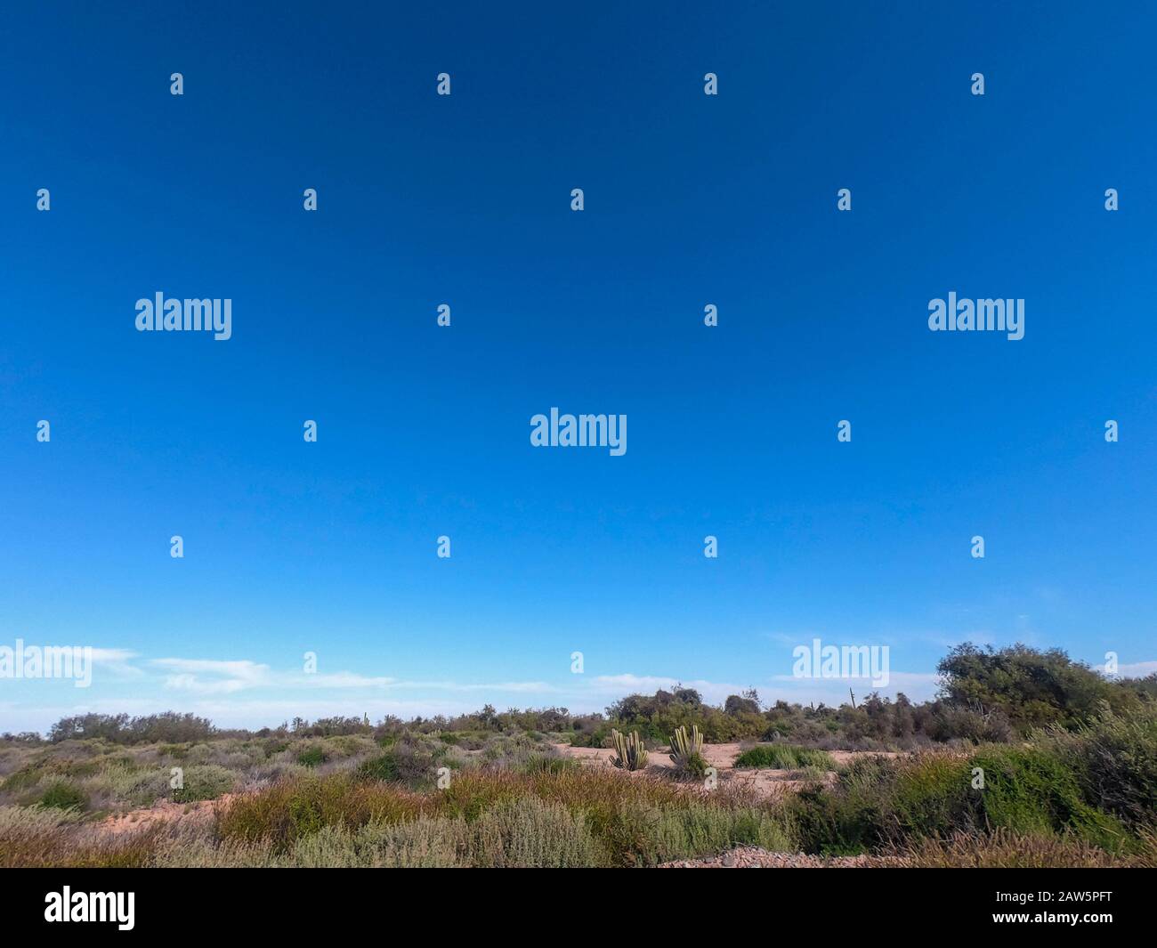 Sonoran desert landscape. landscape of thorny thicket and clear sky ...