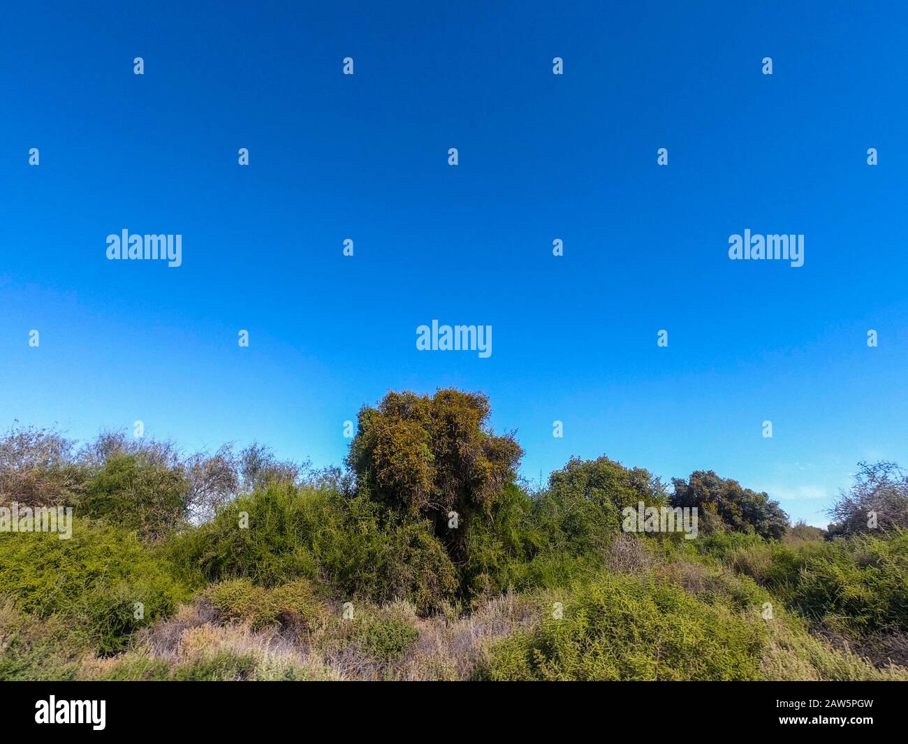 Sonoran desert landscape. landscape of thorny thicket and clear sky ...