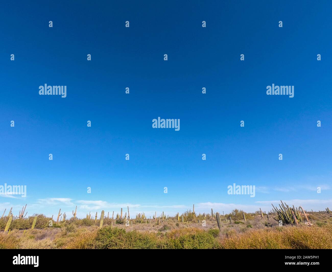 Sonoran desert landscape. landscape of thorny thicket and clear sky ...