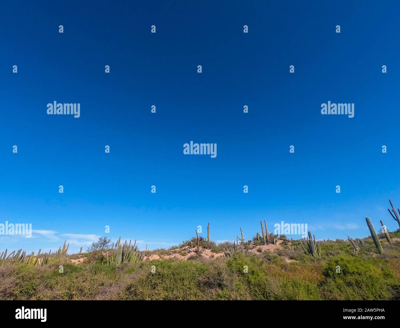Sonoran desert landscape. landscape of thorny thicket and clear sky ...