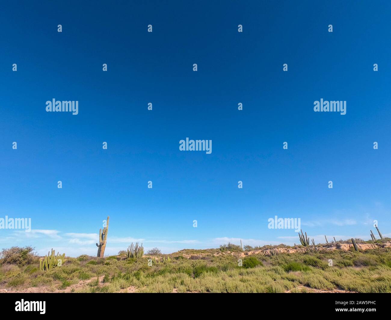 Sonoran desert landscape. landscape of thorny thicket and clear sky ...