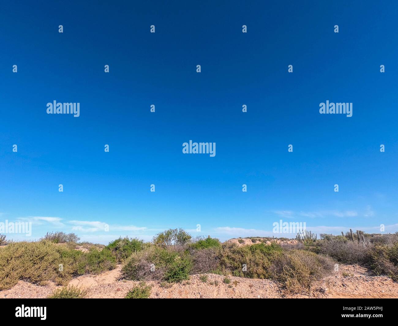Sonoran desert landscape. landscape of thorny thicket and clear sky ...