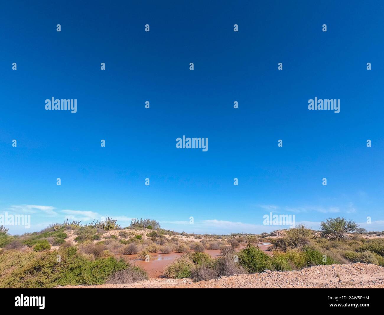 Sonoran desert landscape. landscape of thorny thicket and clear sky ...