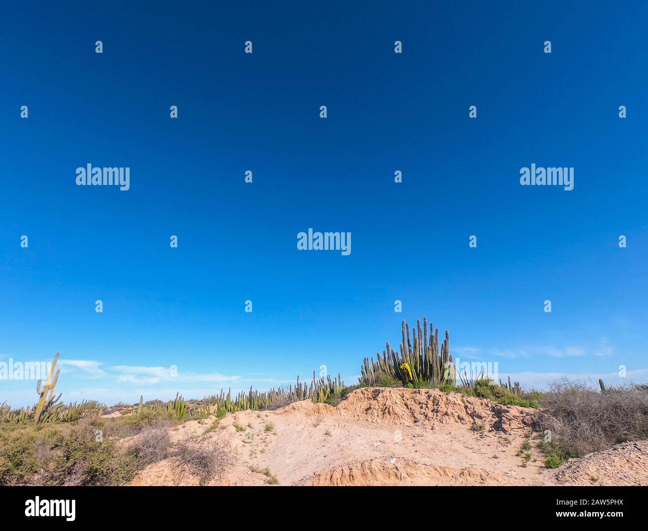 Sonoran desert landscape. landscape of thorny thicket and clear sky ...