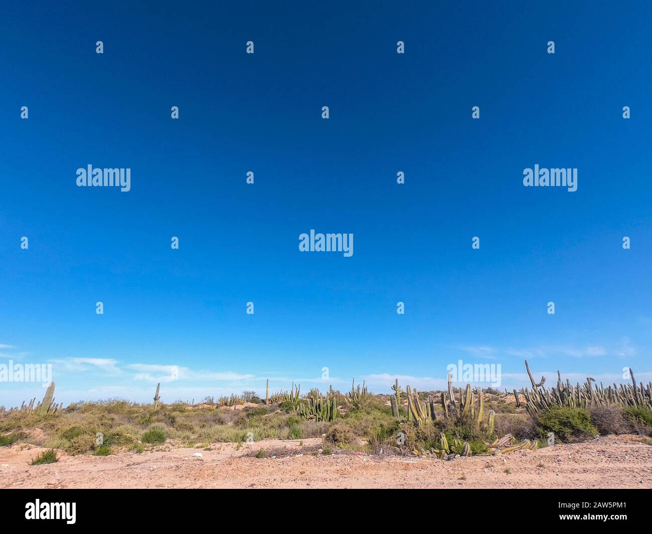 Sonoran desert landscape. landscape of thorny thicket and clear sky ...