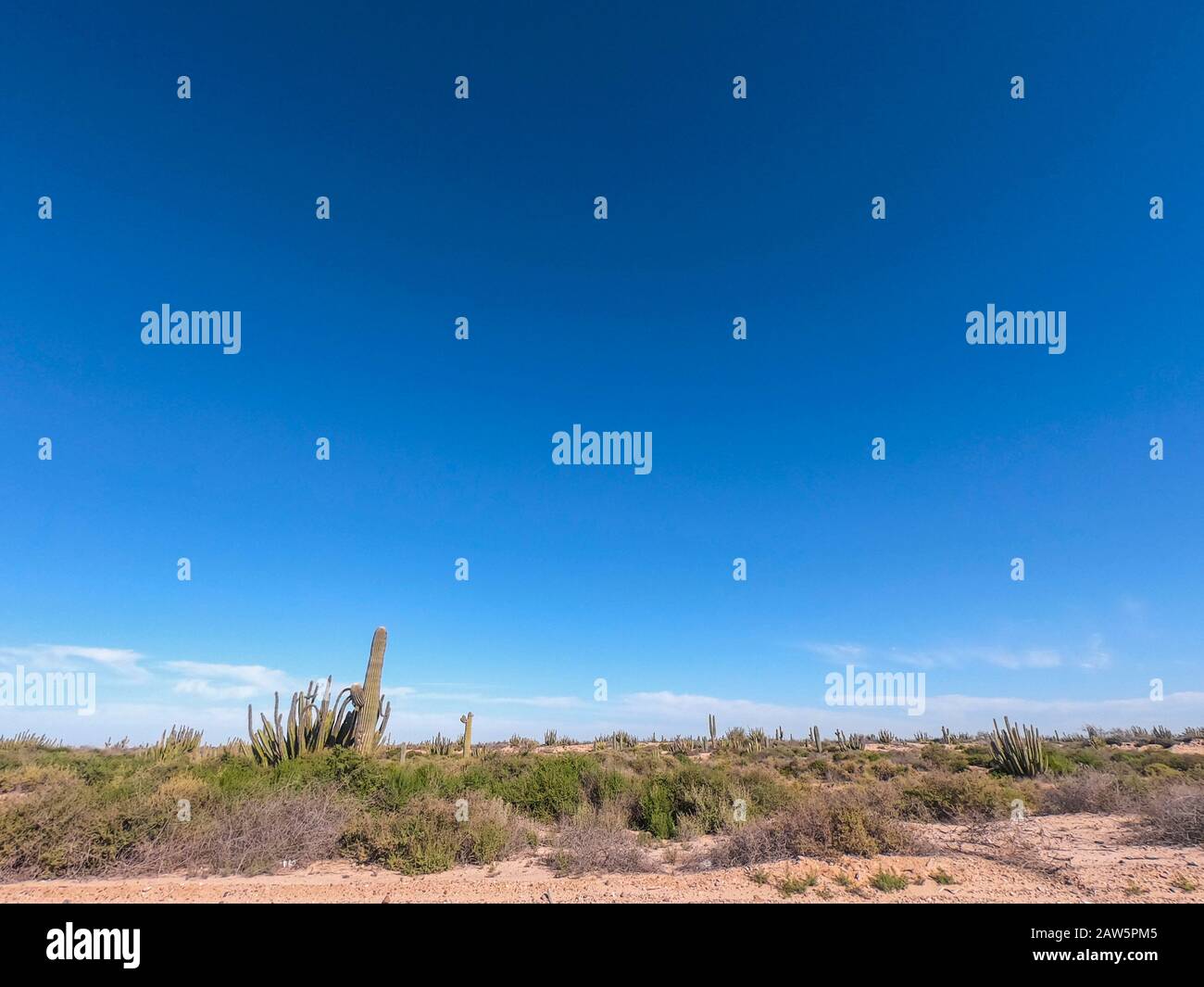 Sonoran desert landscape. landscape of thorny thicket and clear sky ...