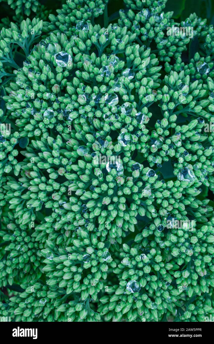 Water droplets on a cluster of very small flower buds Stock Photo - Alamy