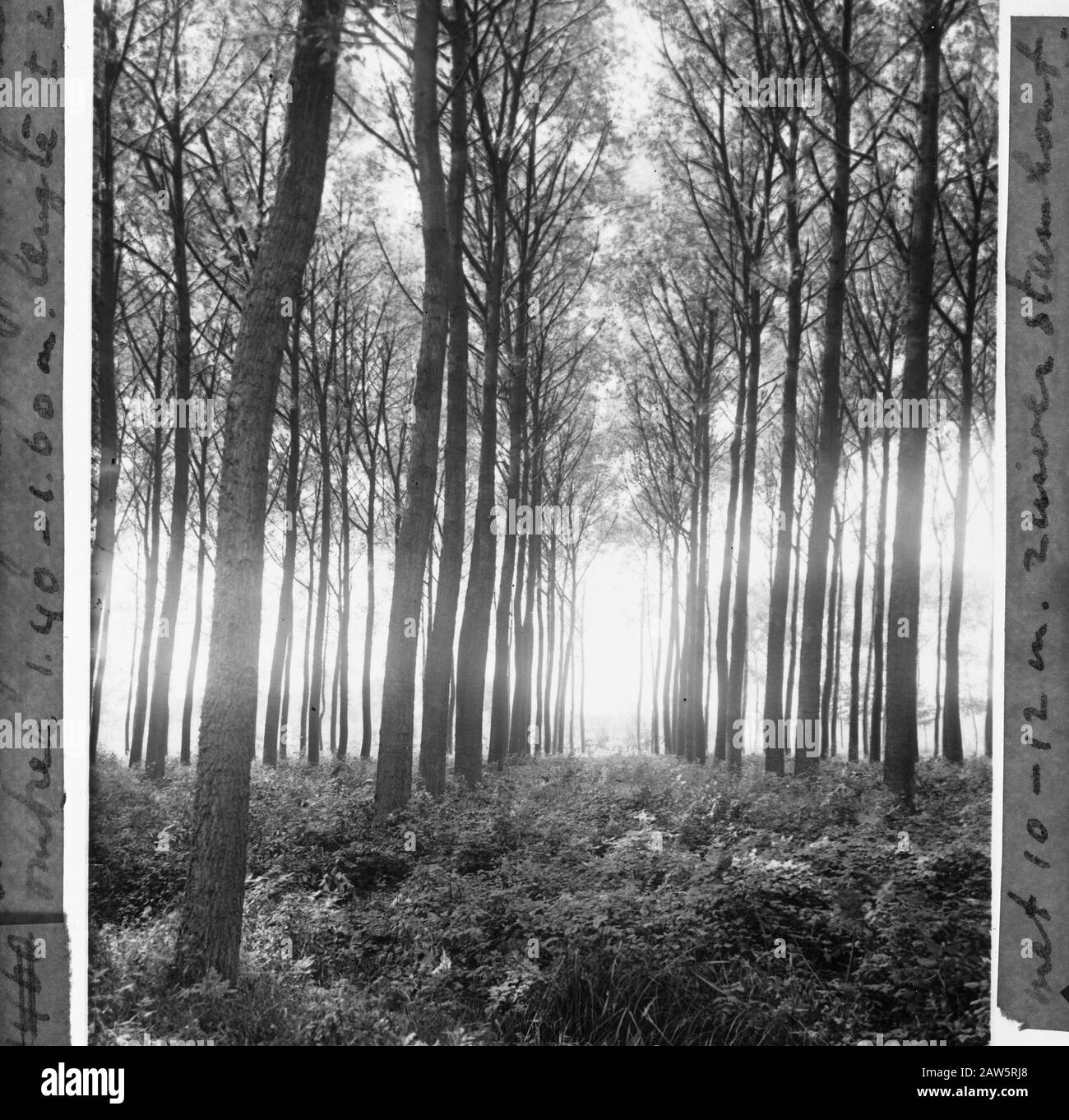 Deciduous hardwood tree Black and White Stock Photos & Images - Alamy