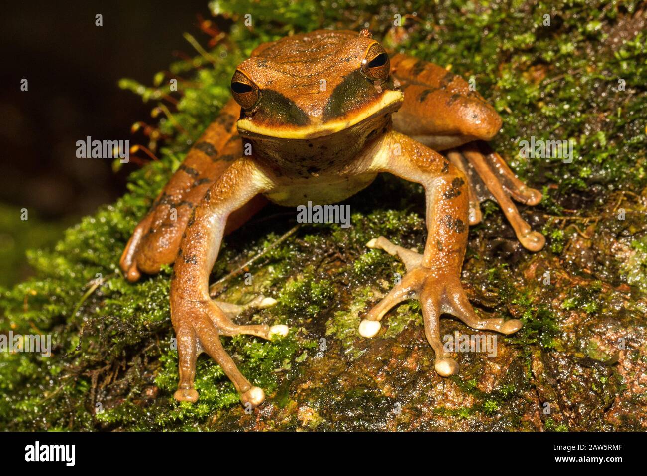Rocket Tree Frog Stock Photo - Alamy
