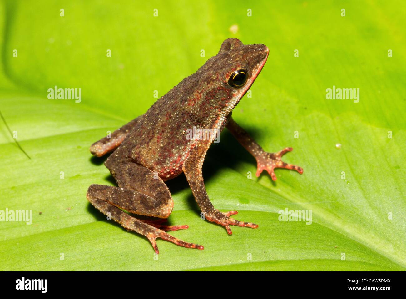 Orange-bellied Leaf Toad Stock Photo - Alamy