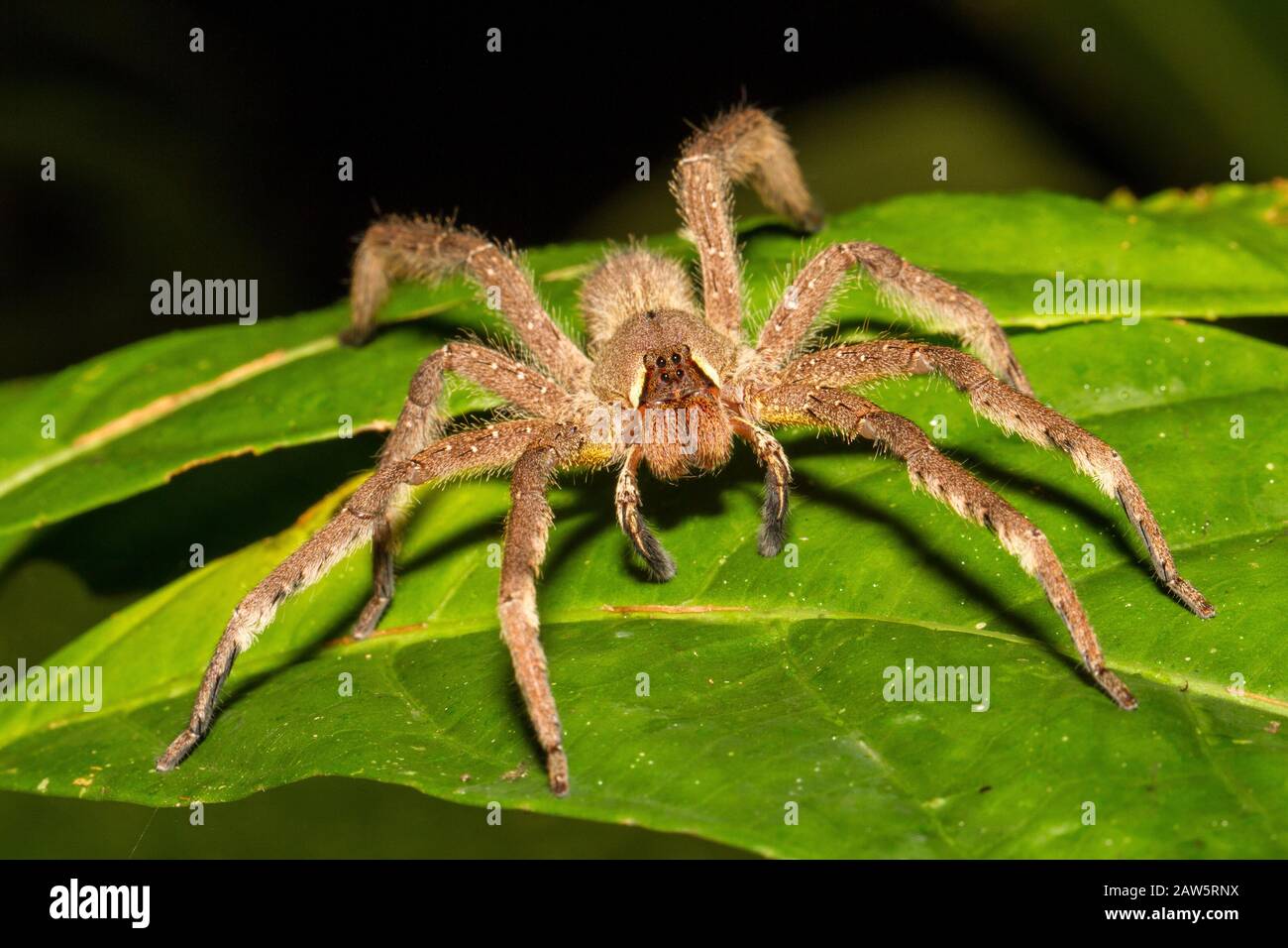 Large spider from Amazon region Ecuador Stock Photo - Alamy