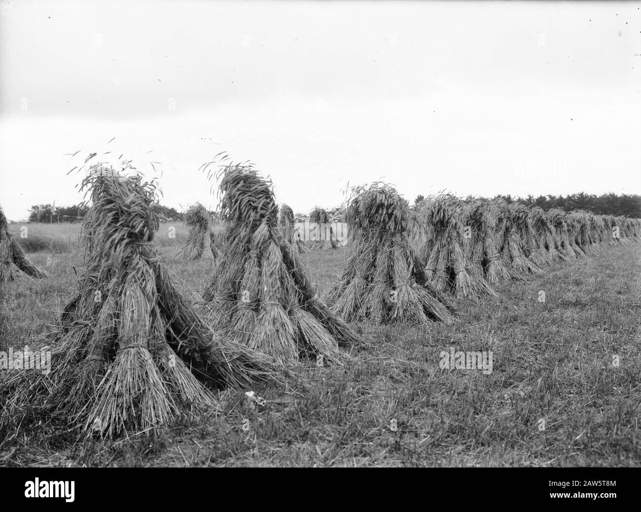 mining, sowing and harvesting crops, rye Date: undated Keywords: mining ...
