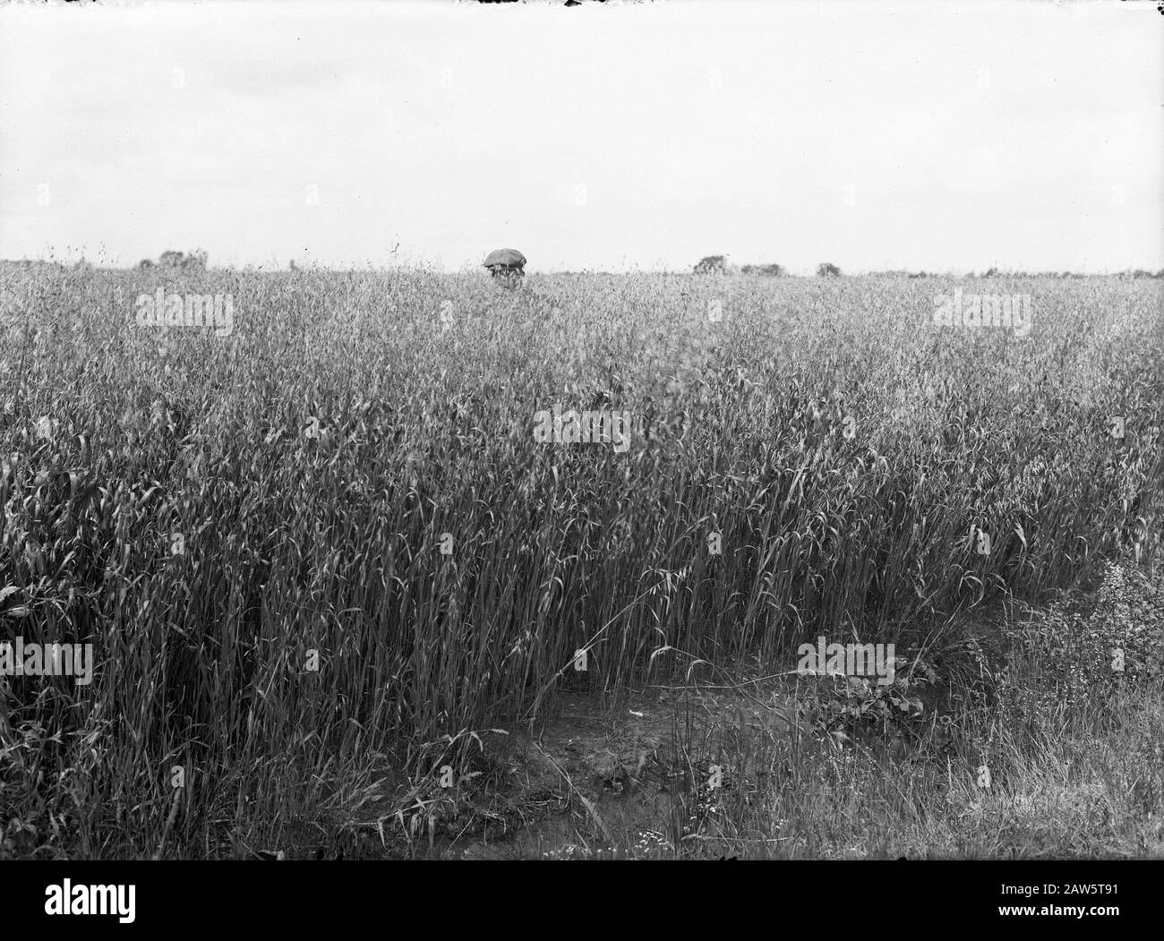 mining, sowing and harvesting crops, oats Date: undated Keywords: oats ...