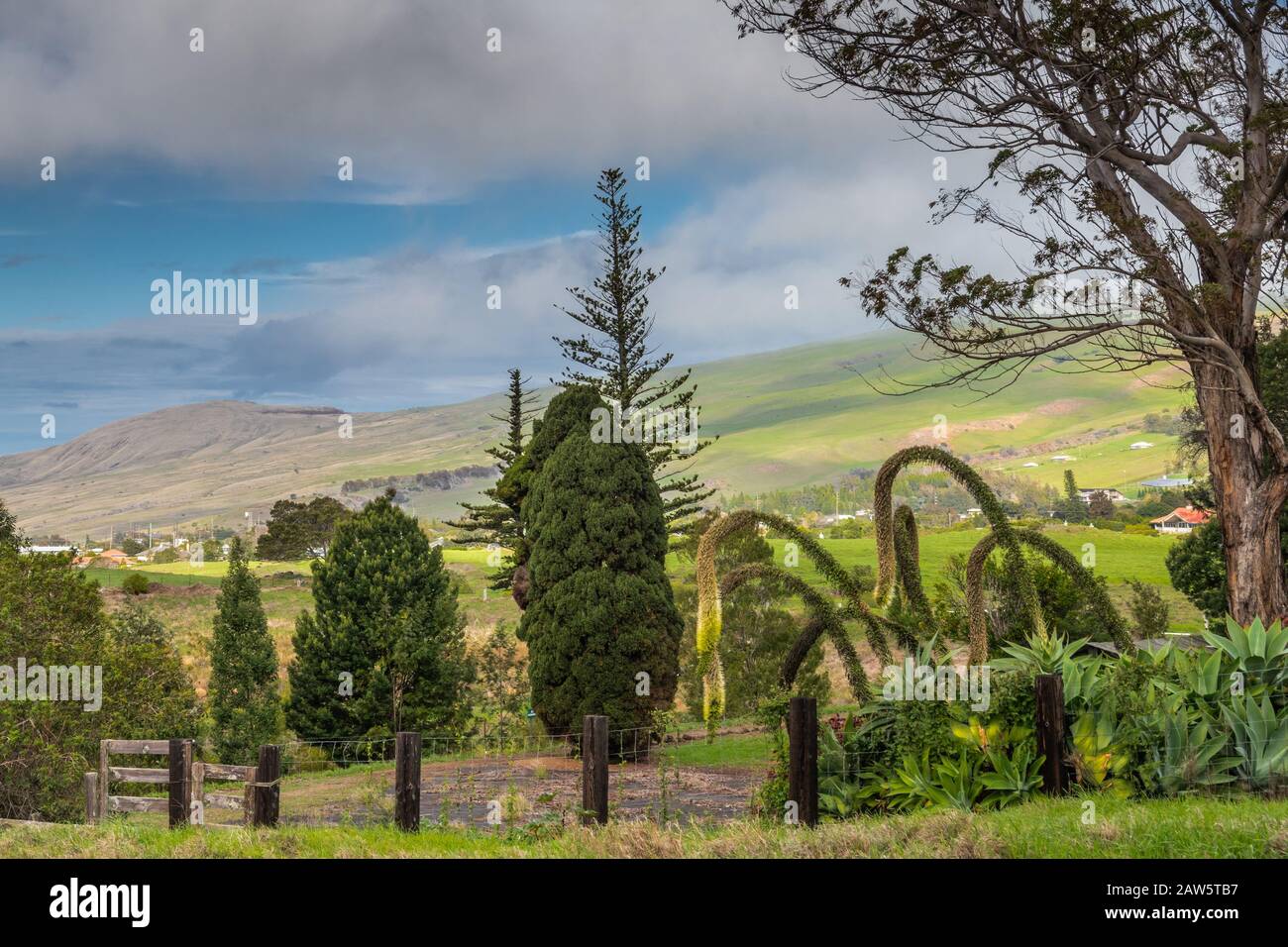 Paniolo waimea hi-res stock photography and images - Alamy