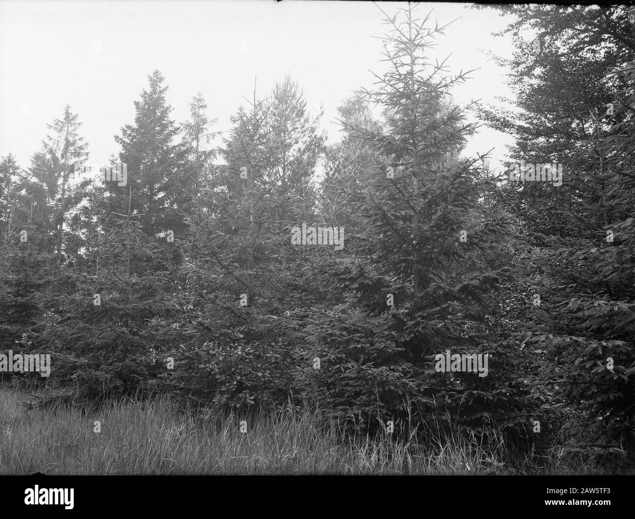 larch and Douglas fir, spruce Date: undated Keywords: larch and douglas ...