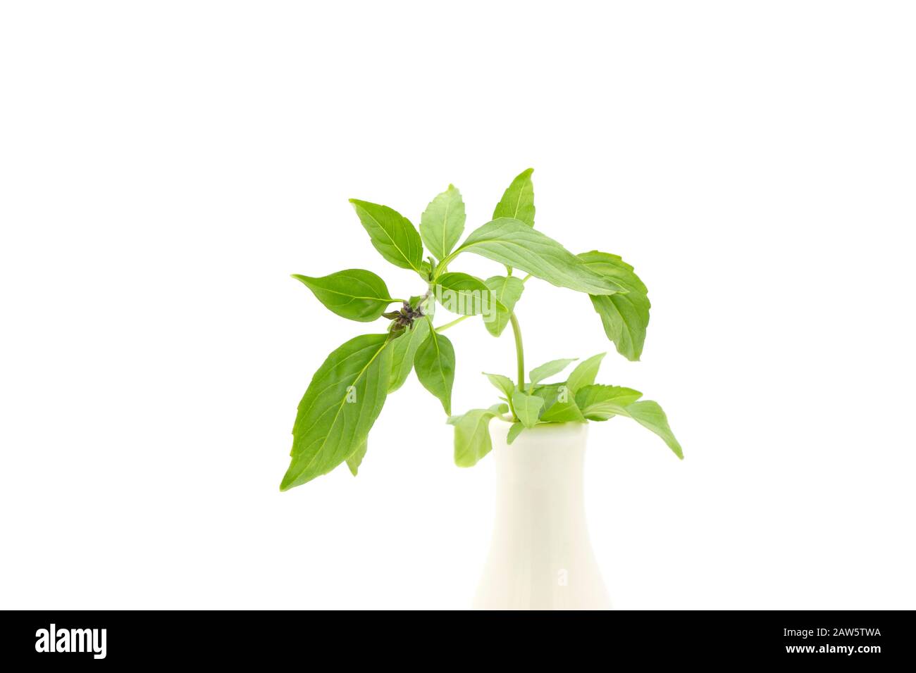 Ocimum basilicum var thysiflora hi-res stock photography and images - Alamy