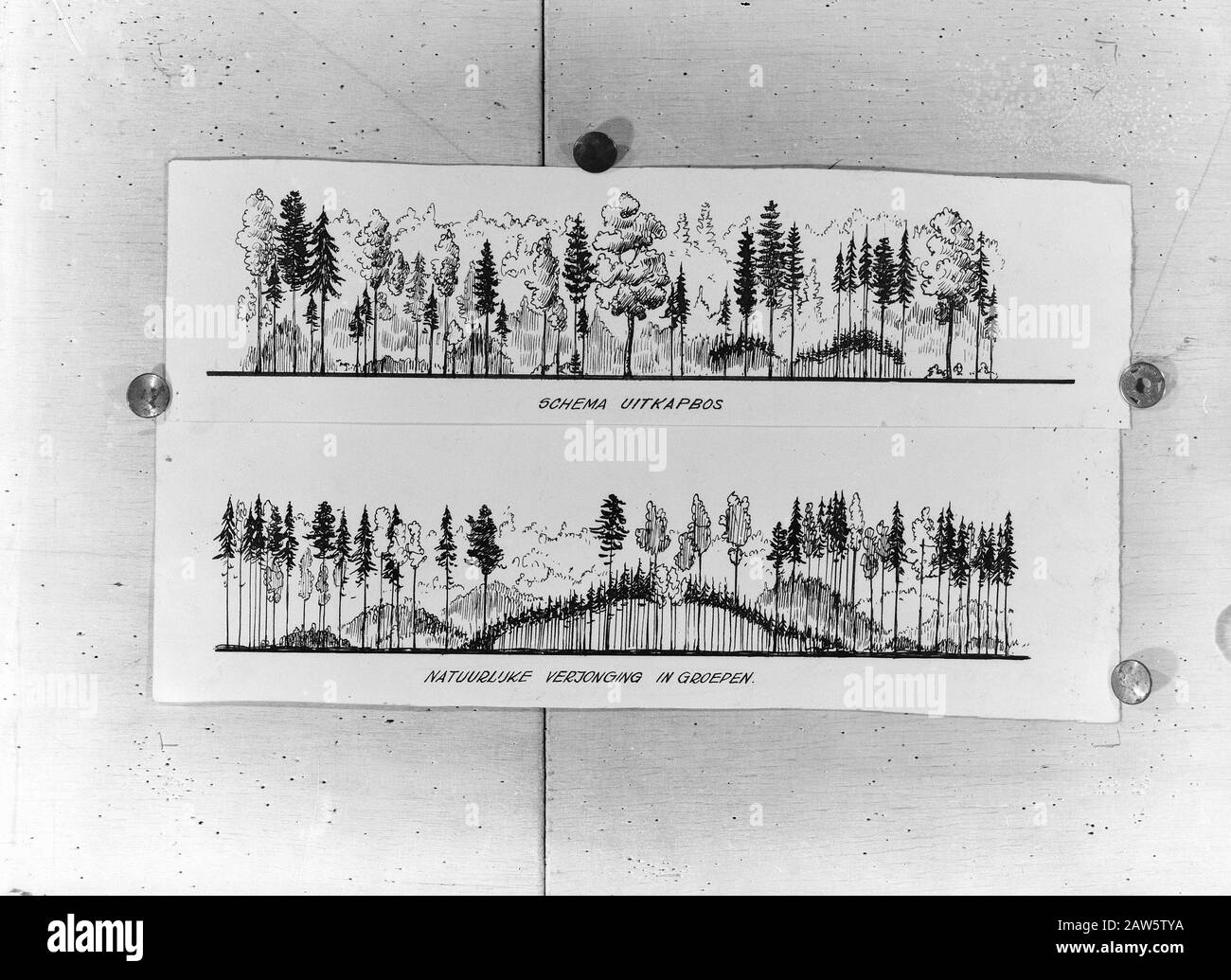 Natural regeneration woodland Black and White Stock Photos & Images - Alamy