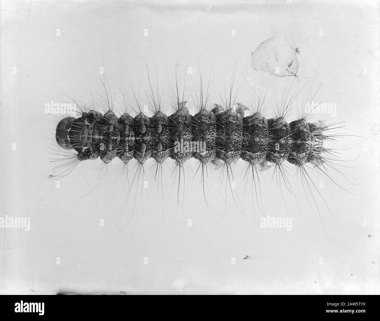 Molt cycle Black and White Stock Photos & Images - Alamy