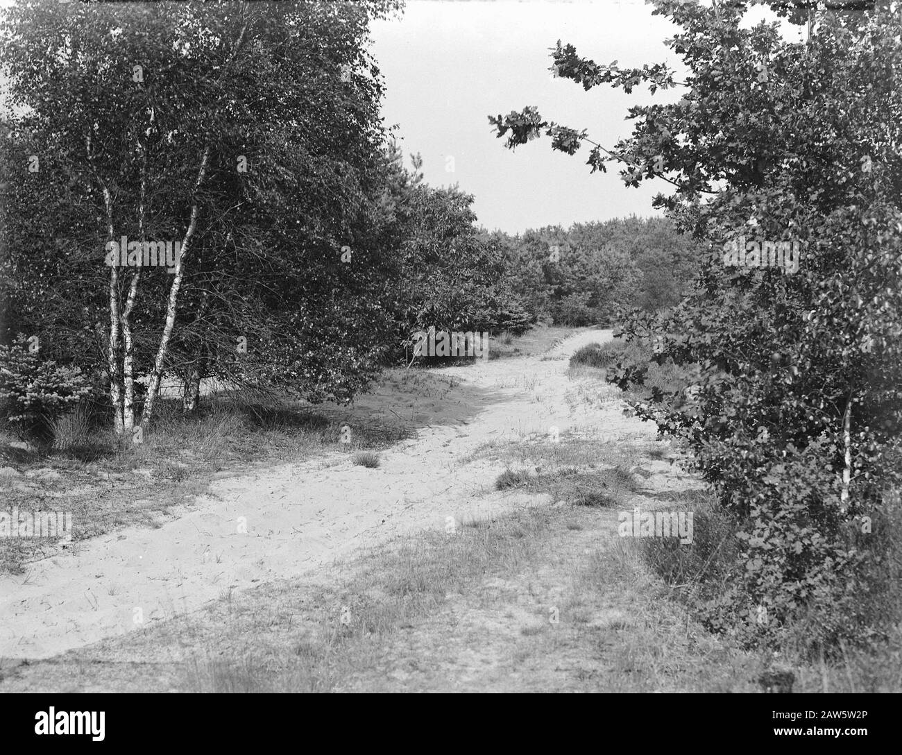 nature, western sand Date: undated Location: Havelte Keywords: scenery ...